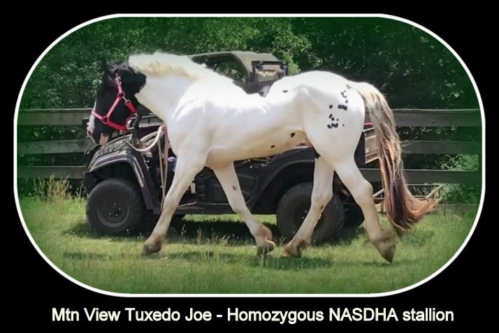 Spotted Draft Homozygous STALLION - #1 Spotted Draft Horses, Click here ...