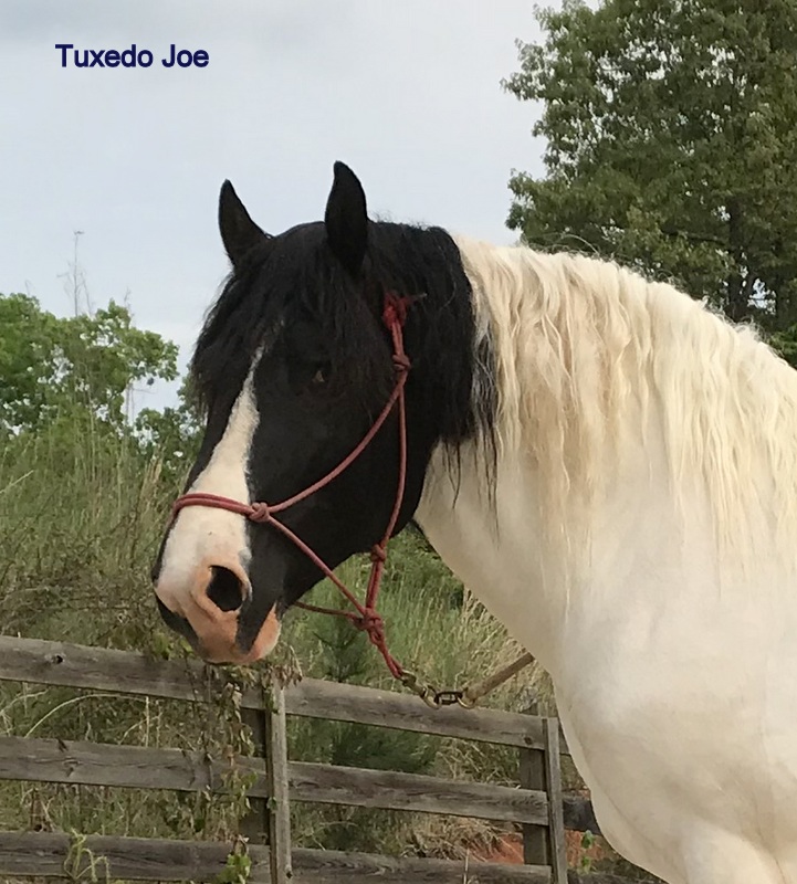 Home - #1 Spotted Draft Horses, Click here to find Your Next Premium ...