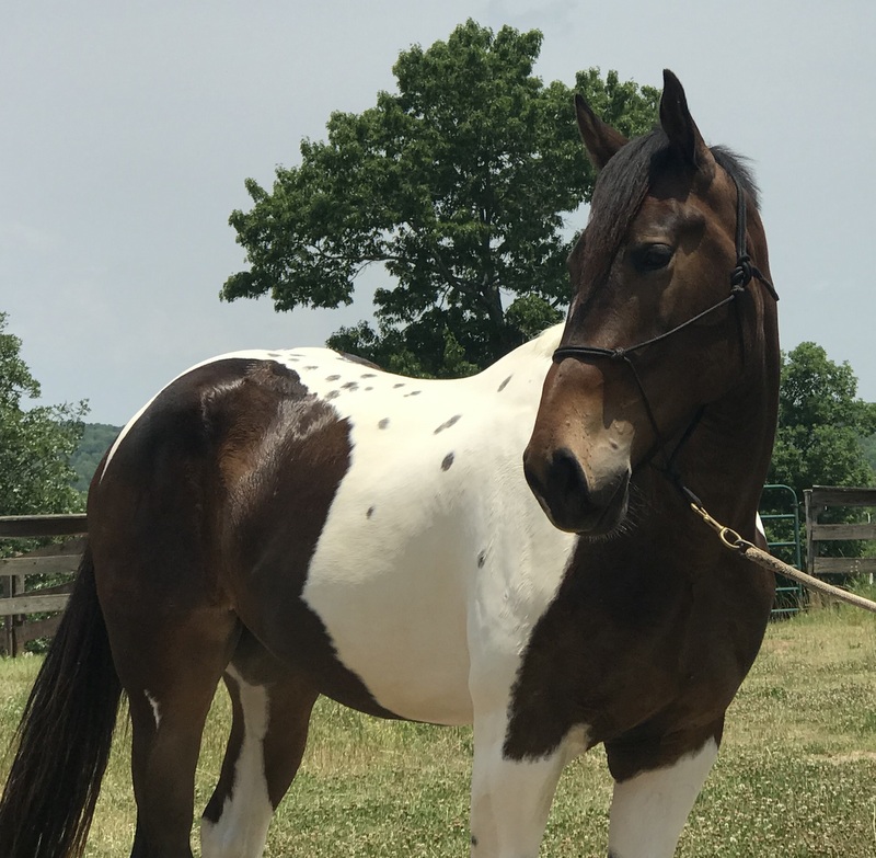 Spotted Warmblood - #1 Spotted Draft Horses, Click here to find Your ...