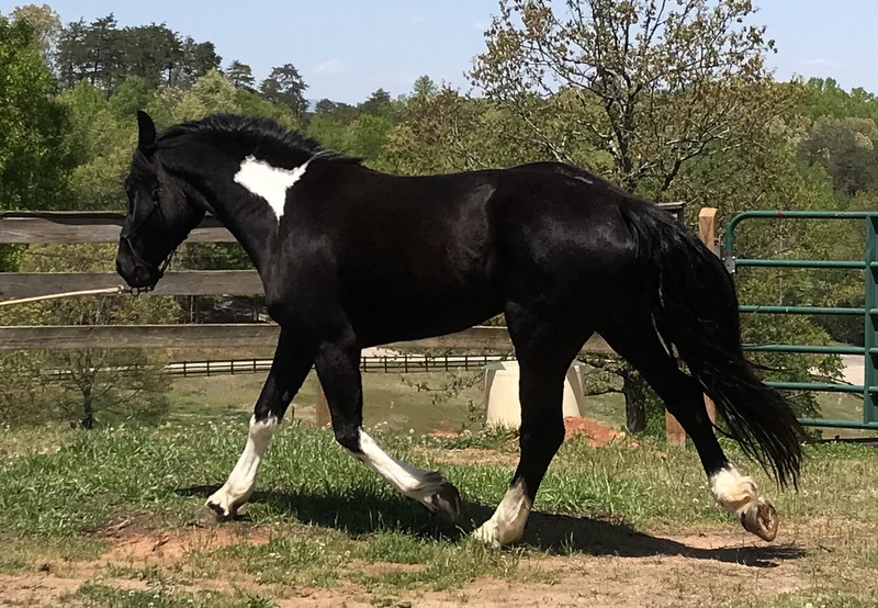 Home - #1 Spotted Draft Horses, Click here to find Your Next Premium ...