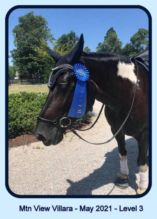 Home - #1 Spotted Draft Horses, Click here to find Your Next Premium ...