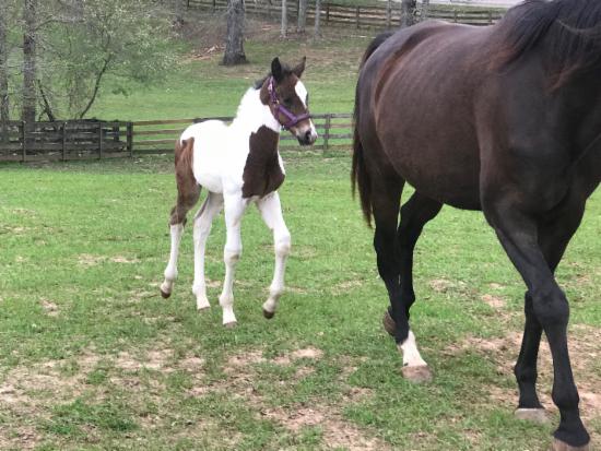 FOALS For Sale - #1 Spotted Draft Horses, Click here to find Your Next ...